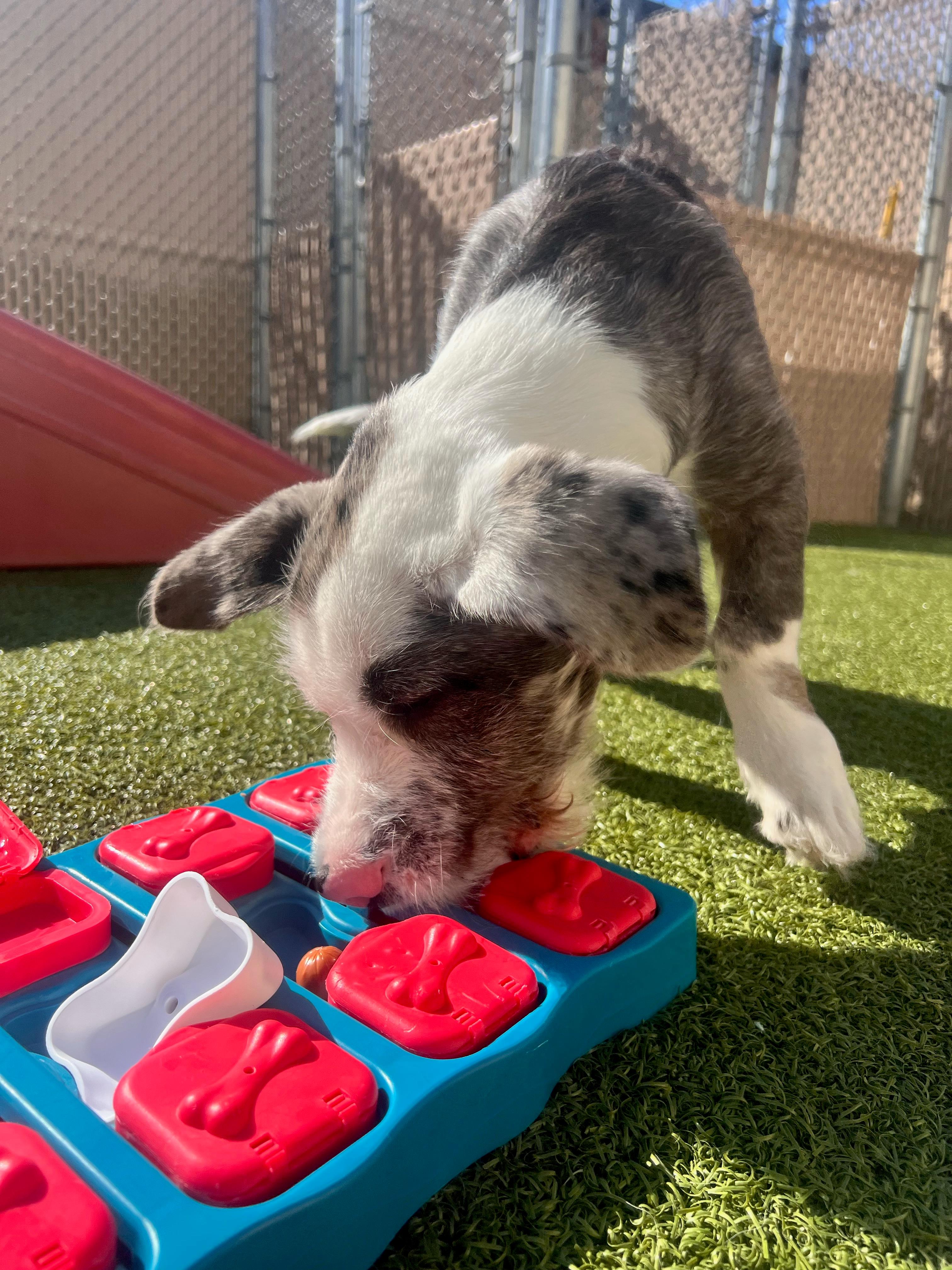 Camp Bow Wow Carmel