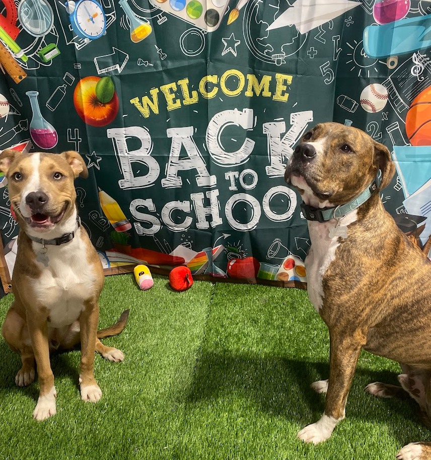 Camp Bow Wow Lawrenceville Nj