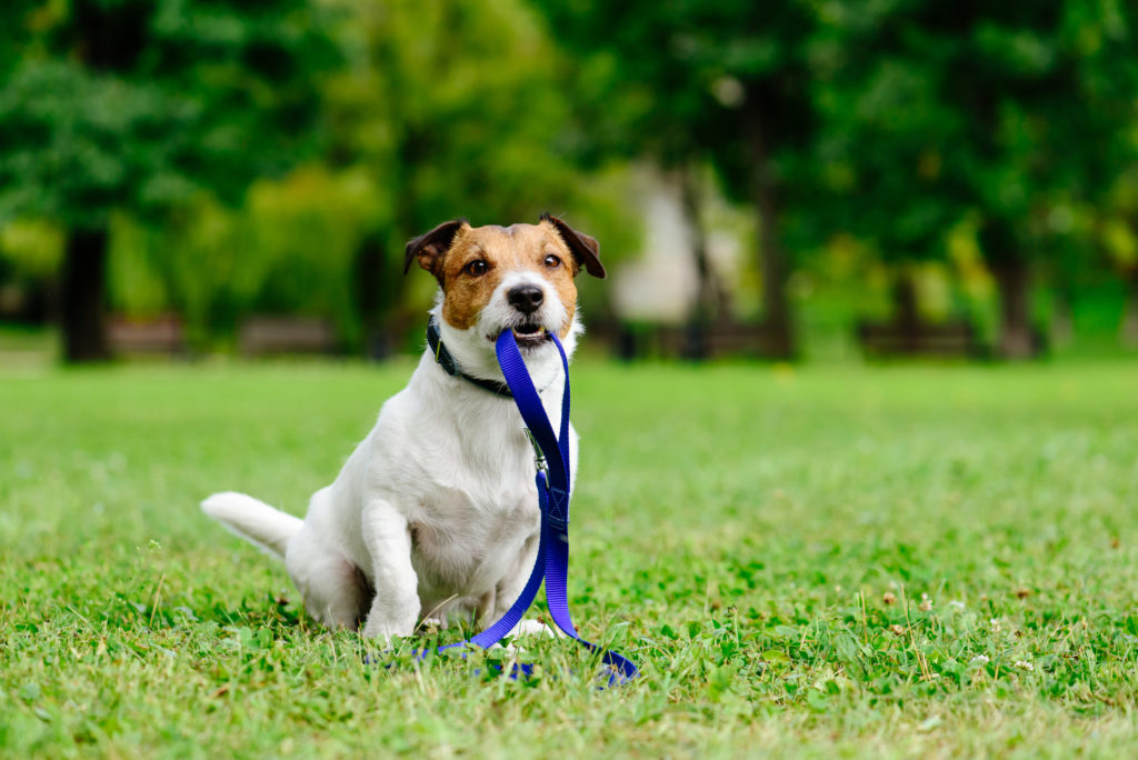 5 Tips for Keeping Your Dog Safe from Theft
