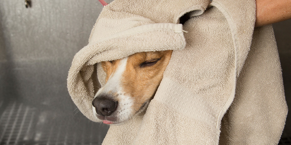 Grooming & Bathing Tips