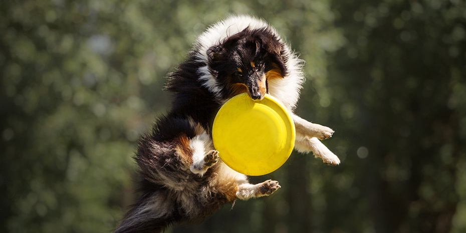 Celebrating the Athleticism of Dogs