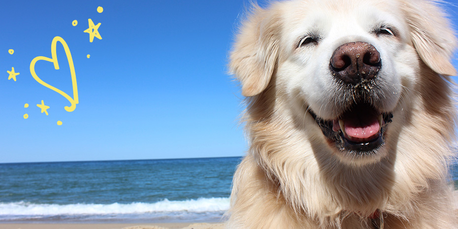 Summer Bucket List with Your Pup