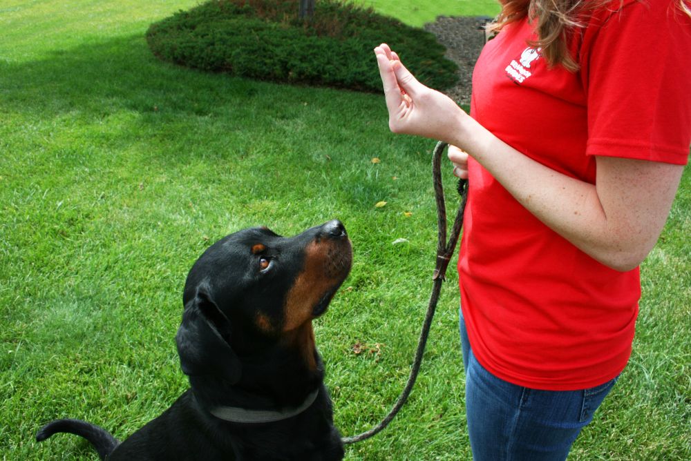 Top 7 Interview Questions to Ask Dog Trainers | Camp Bow Wow