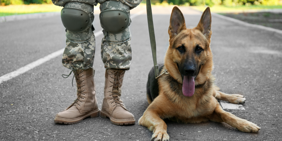 Dogs Who Have Served in the Military