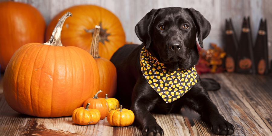 A Dog-Friendly Pumpkin Spice Latte Recipe to Try This Fall