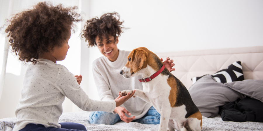 Dog Brands We Paws-itively Love!