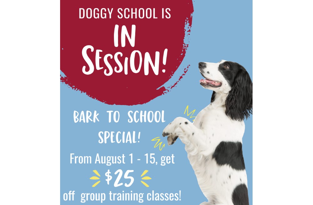 Bark To School Training Special This Month!