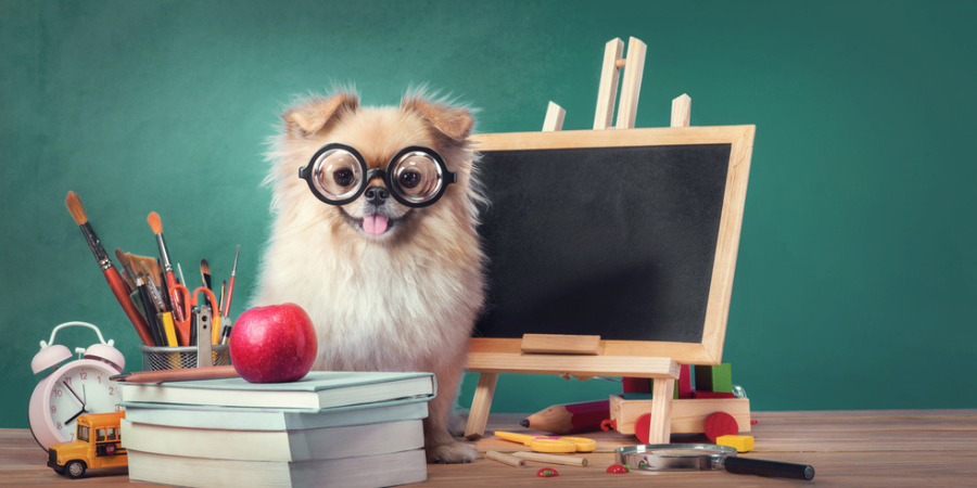 Back to School Activities for Your Dog