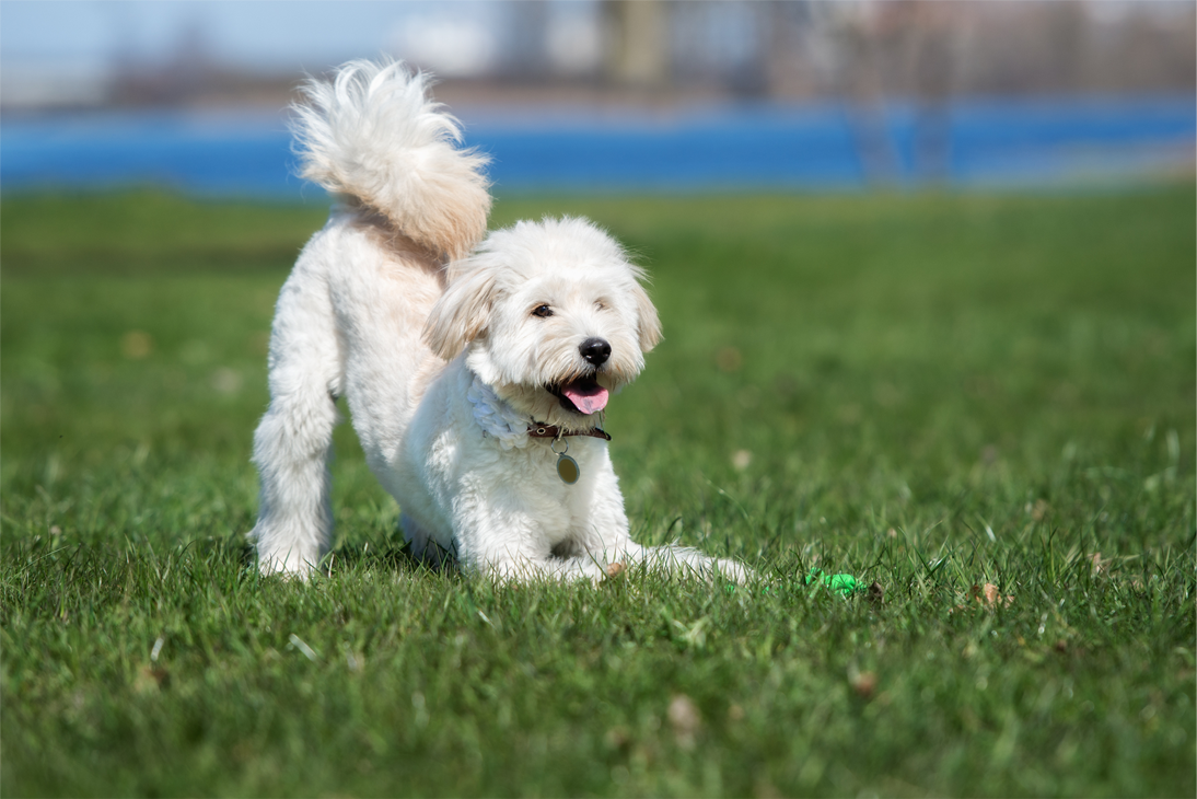 Tips on How to Help Your Dog Stretch