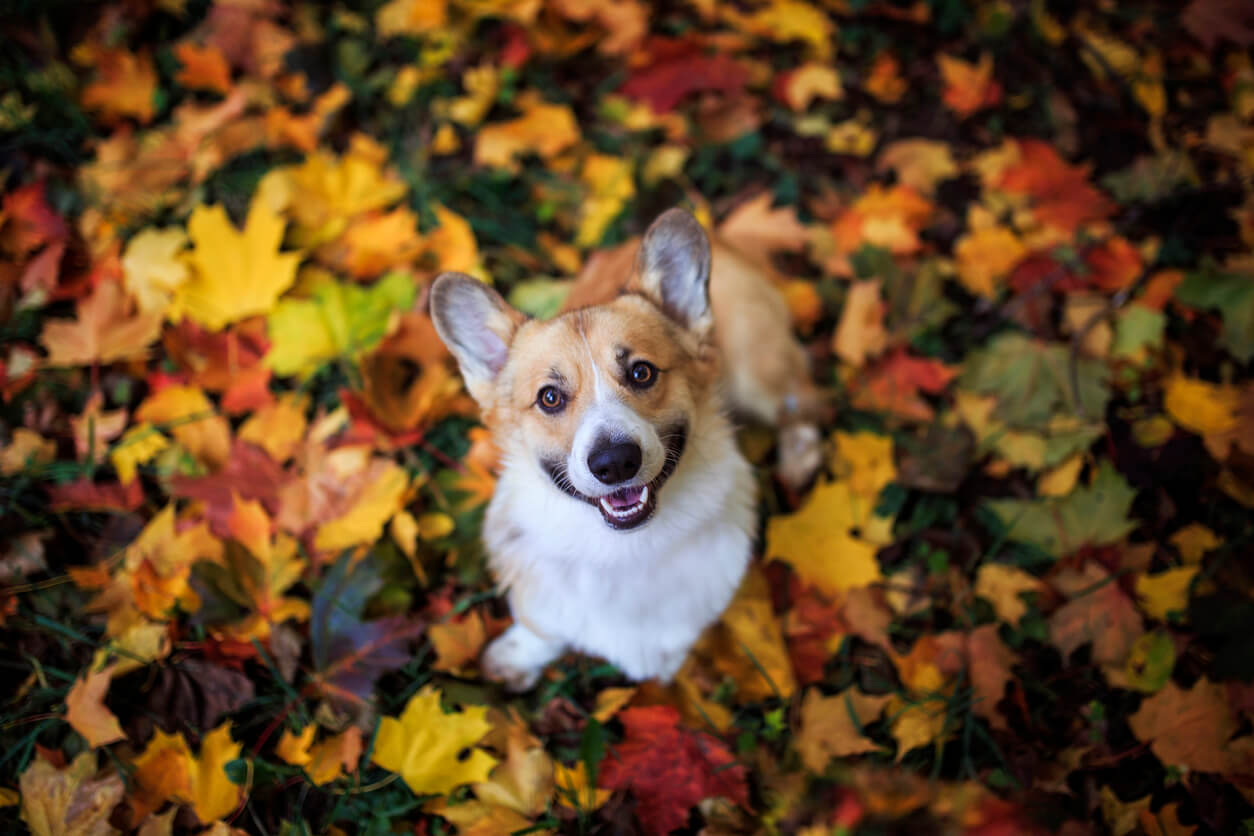 Surprising Autumn Dangers for Your Dog | Camp Bow Wow