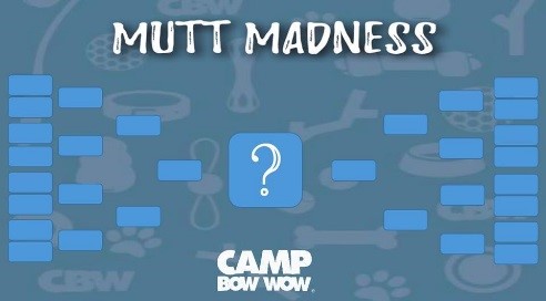Mutt Madness Has Begun!