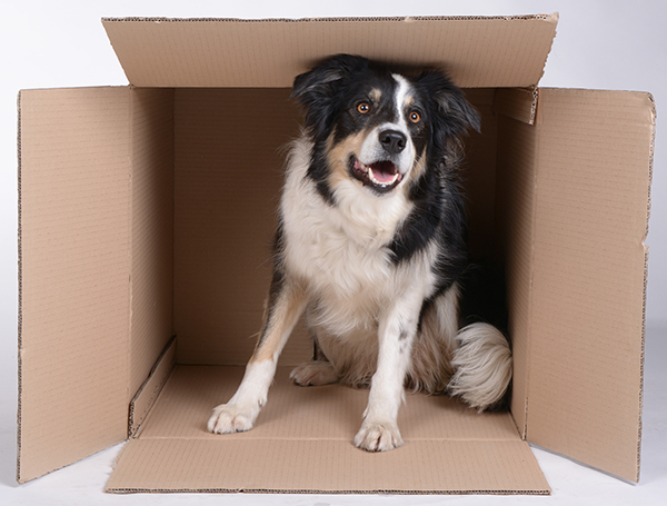 Out of the Box Tricks to Teach Your Dog!