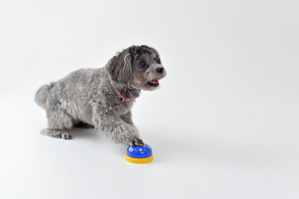 Let’s Talk Dog Button Communication