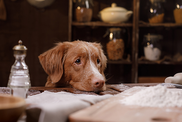 How to Celebrate Pi Day with your Pup