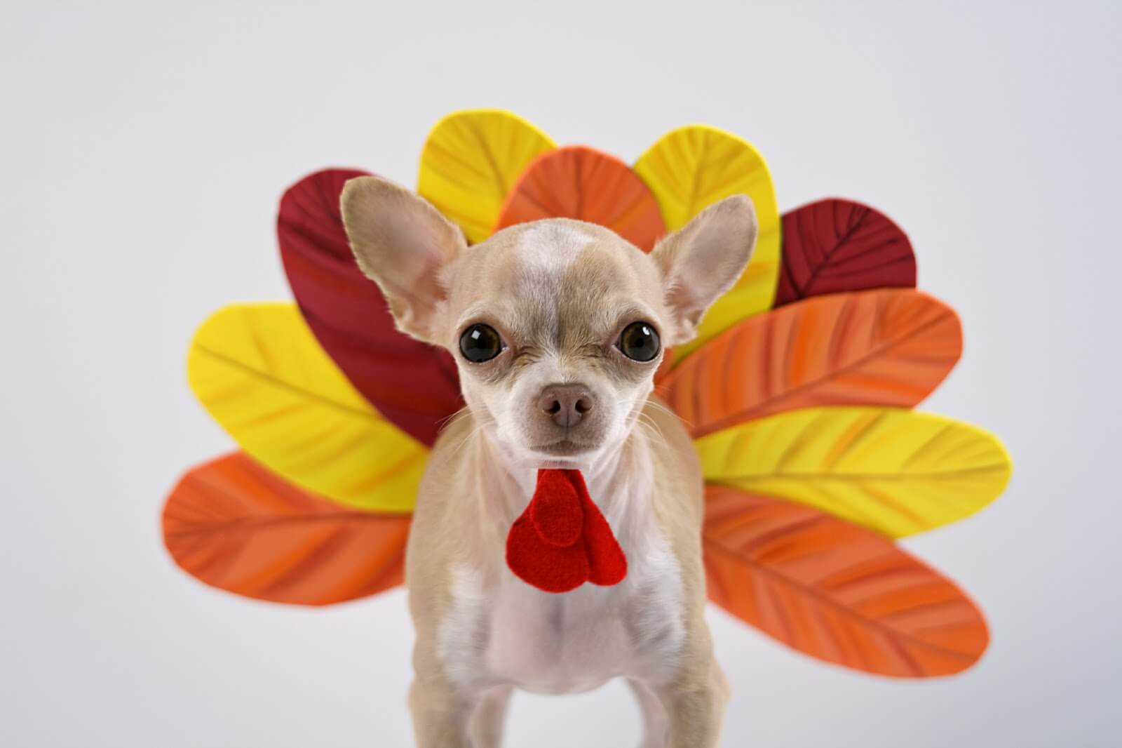 Camp Bow Wow Serves Up the Secrets to a Pet-Safe Thanksgiving