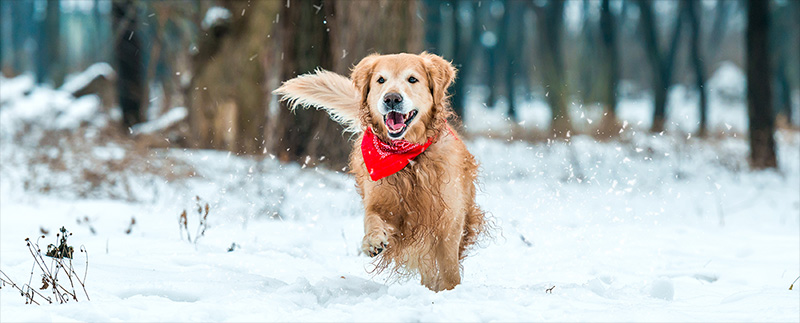 Winter Safety Tips for Your Dog | Camp Bow Wow®