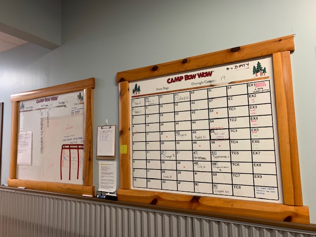 Photo Gallery | Camp Bow Wow