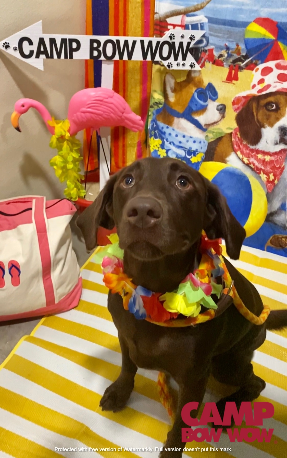 Photo Gallery | Camp Bow Wow