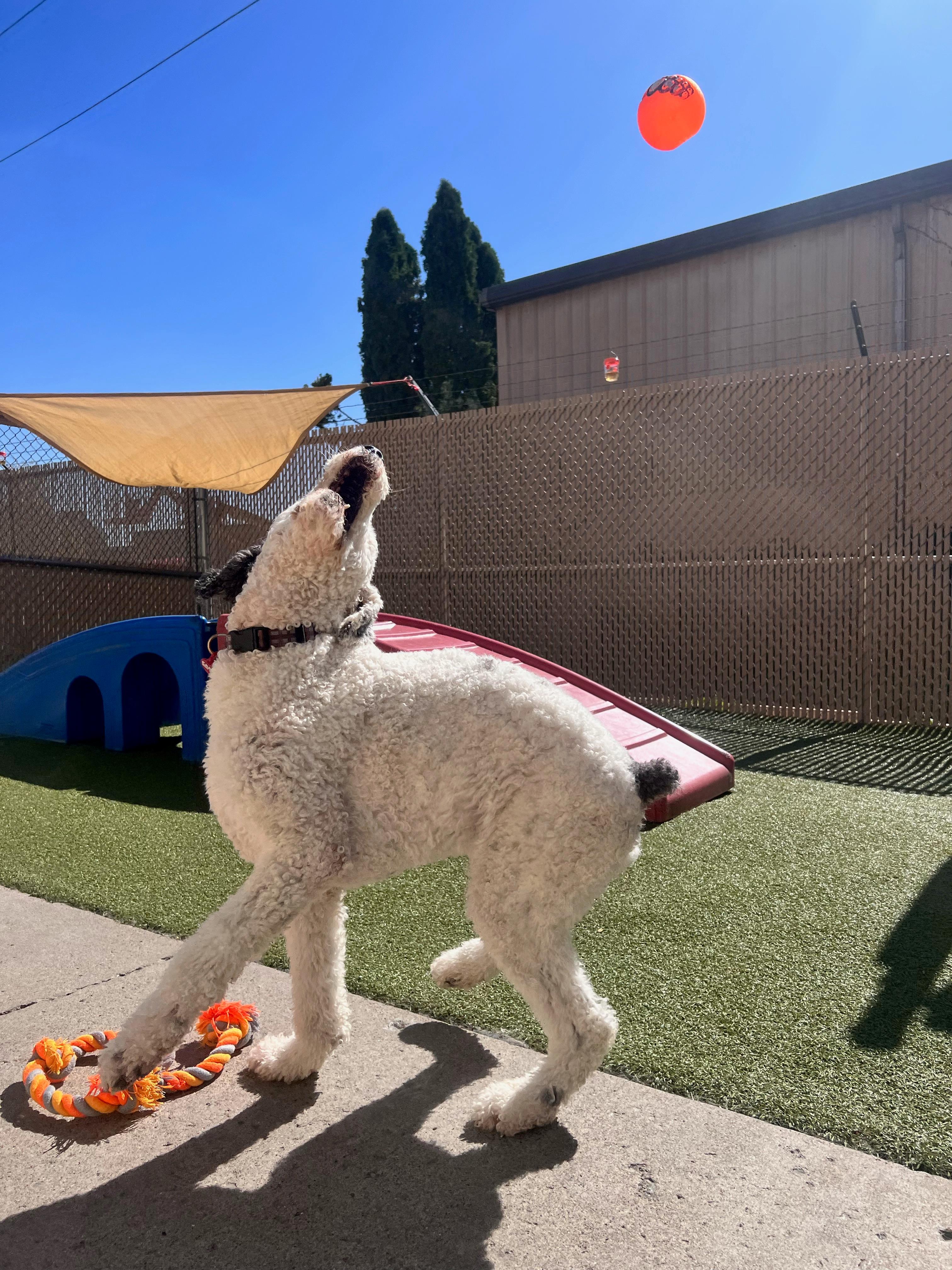 Camp Bow Wow Carmel