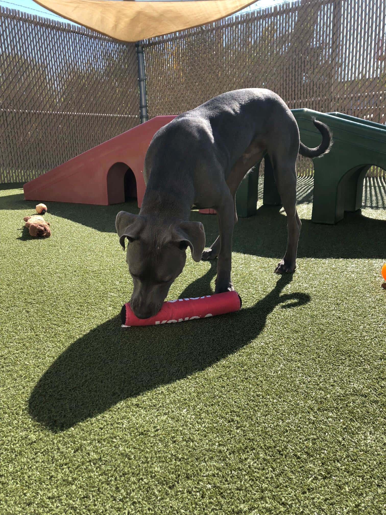 Camp Bow Wow Carmel