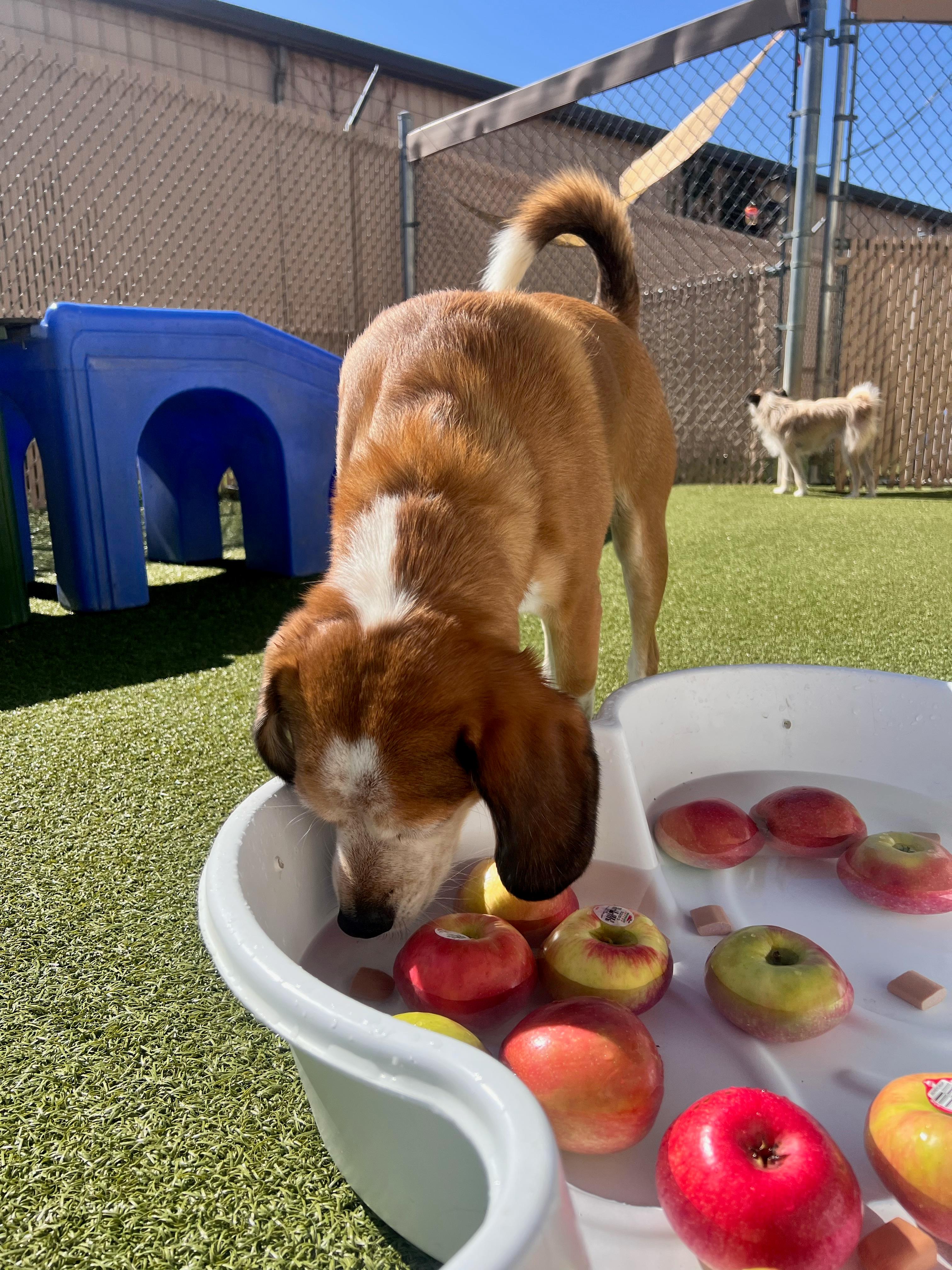 Camp Bow Wow Carmel
