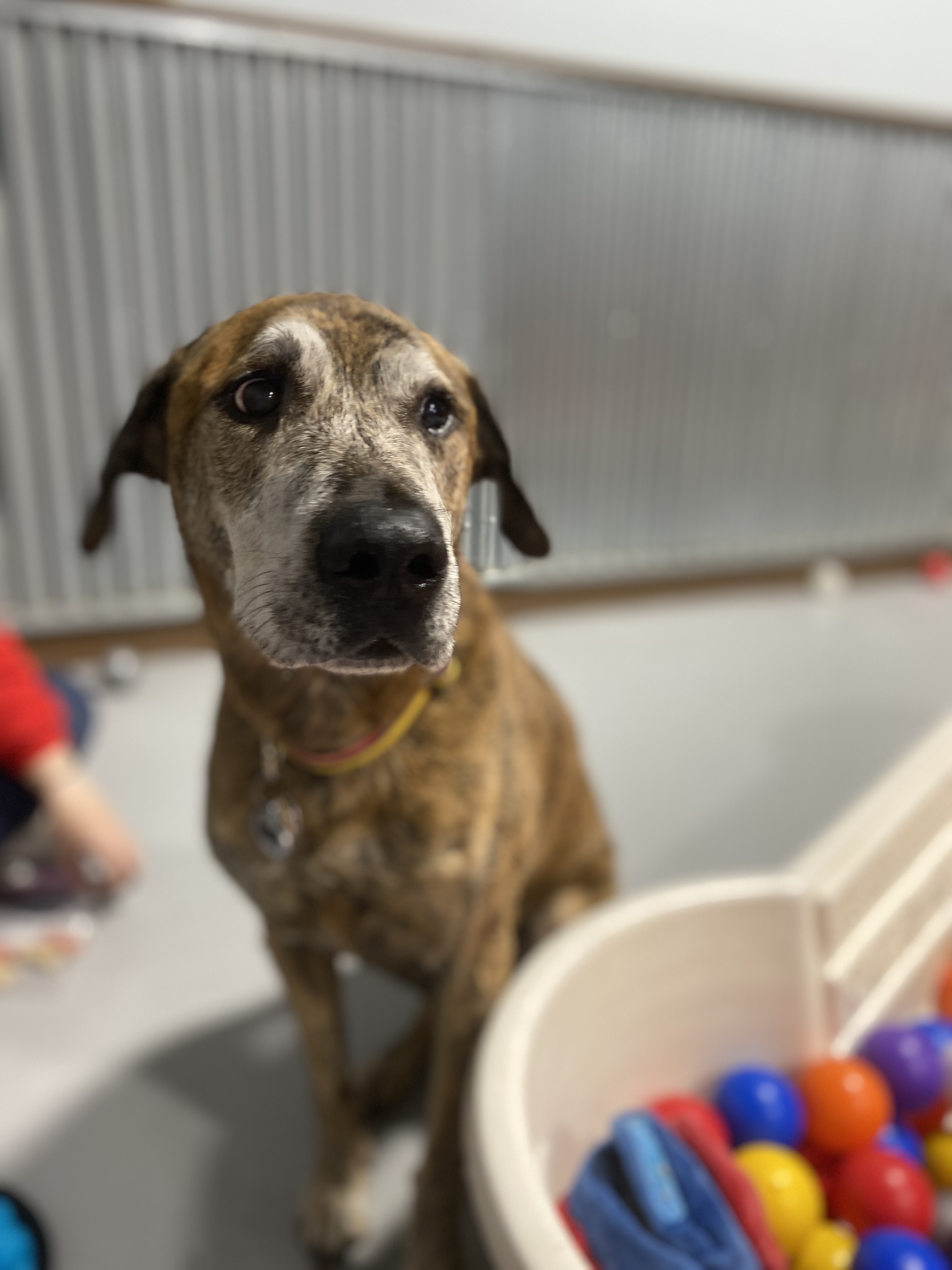 Camp Bow Wow Lawrenceville