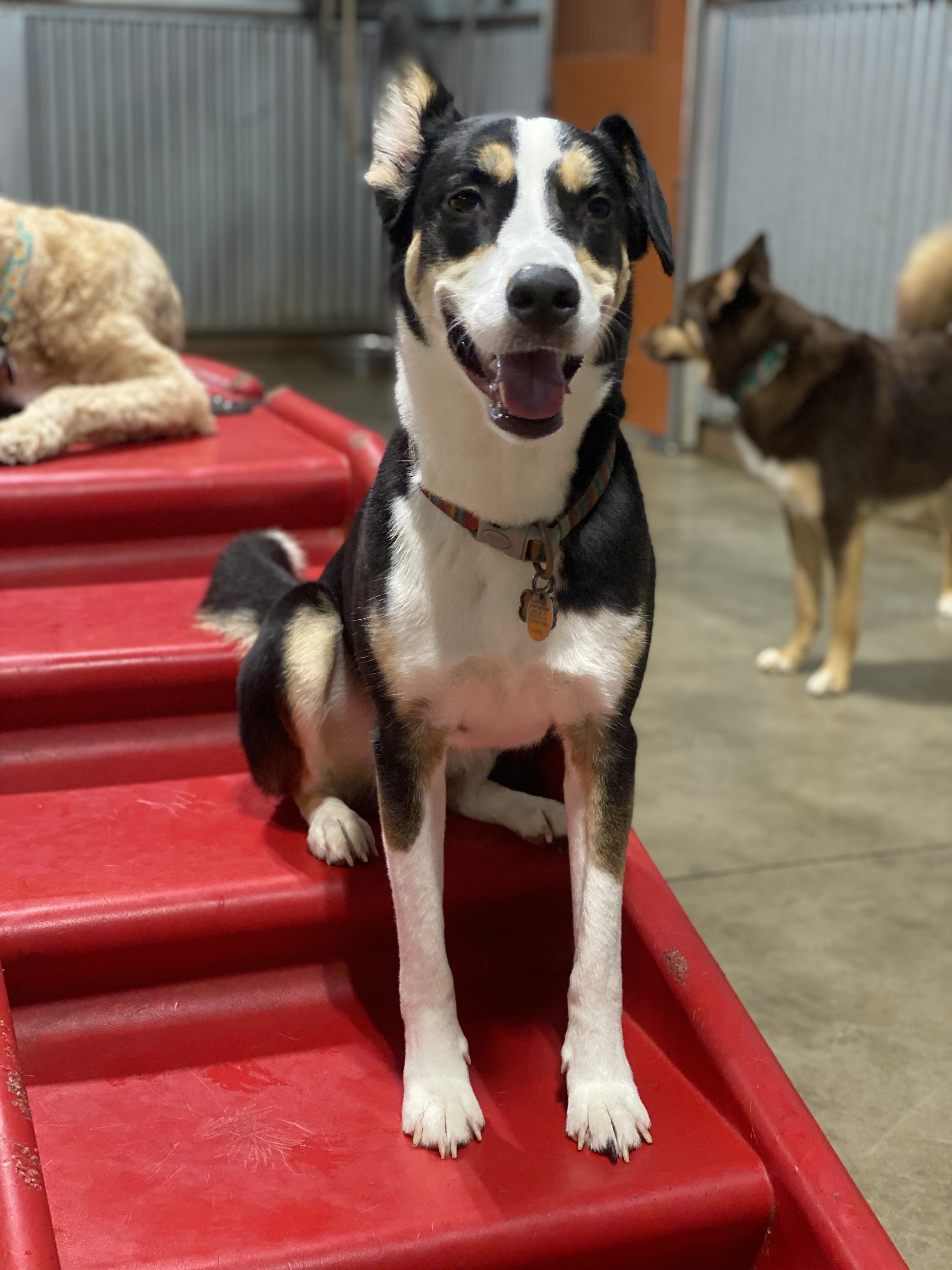 Camp Bow Wow Lawrenceville